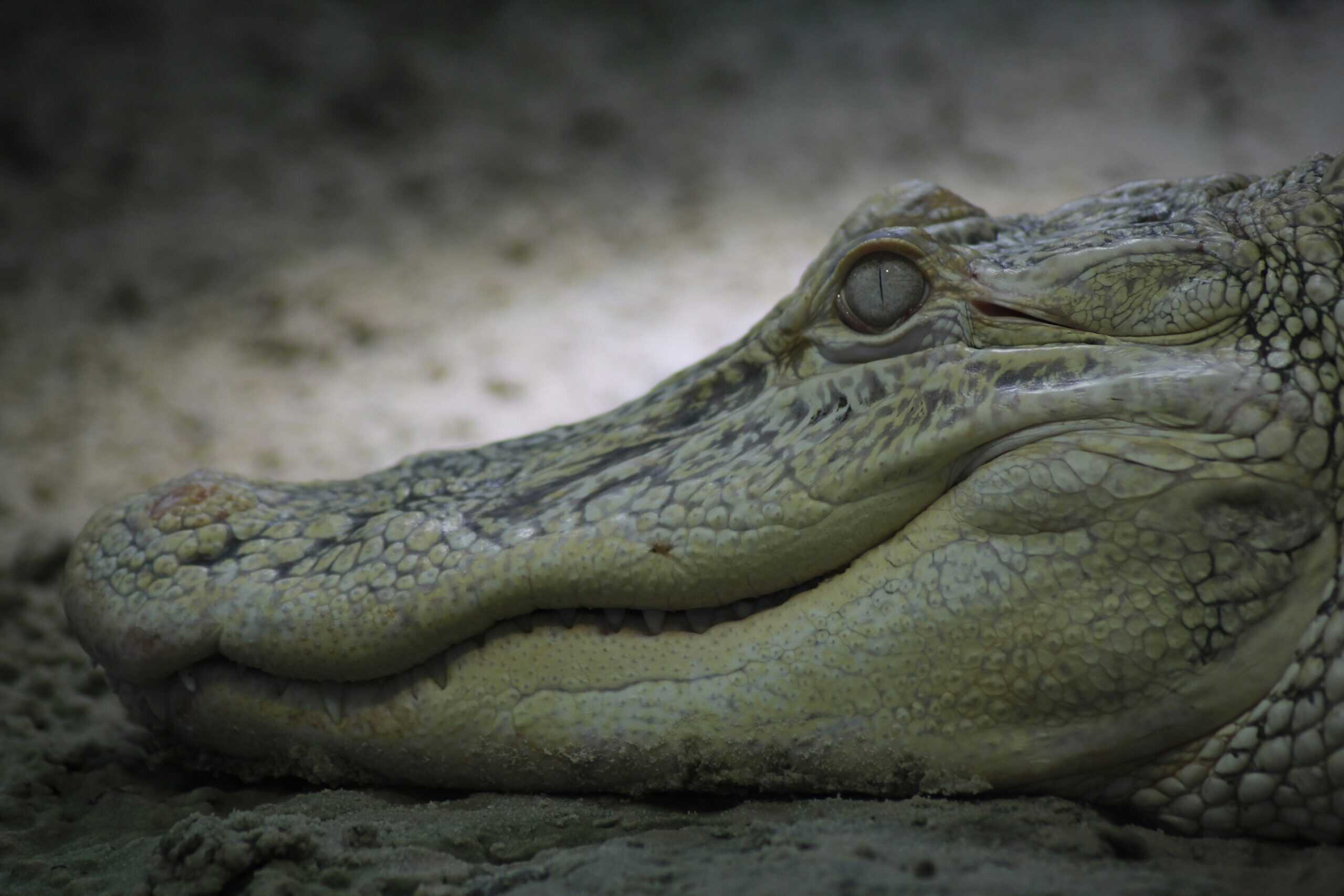 Rare White Alligator Stars on Global Livestream