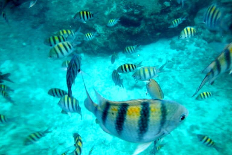 Do Fish Feel Pain? What Science Says About Seafood Ethics