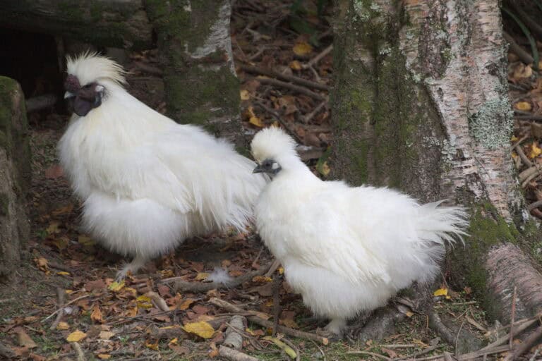 What Makes Silkie Chickens So Unique - Animals Around The Globe