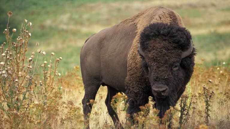 The Cultural Importance of Bison to Native American Tribes