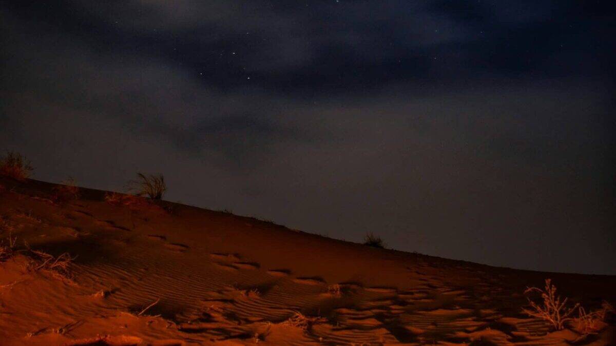Animals That Roam the U.S. Desert at Night - Animals Around The Globe