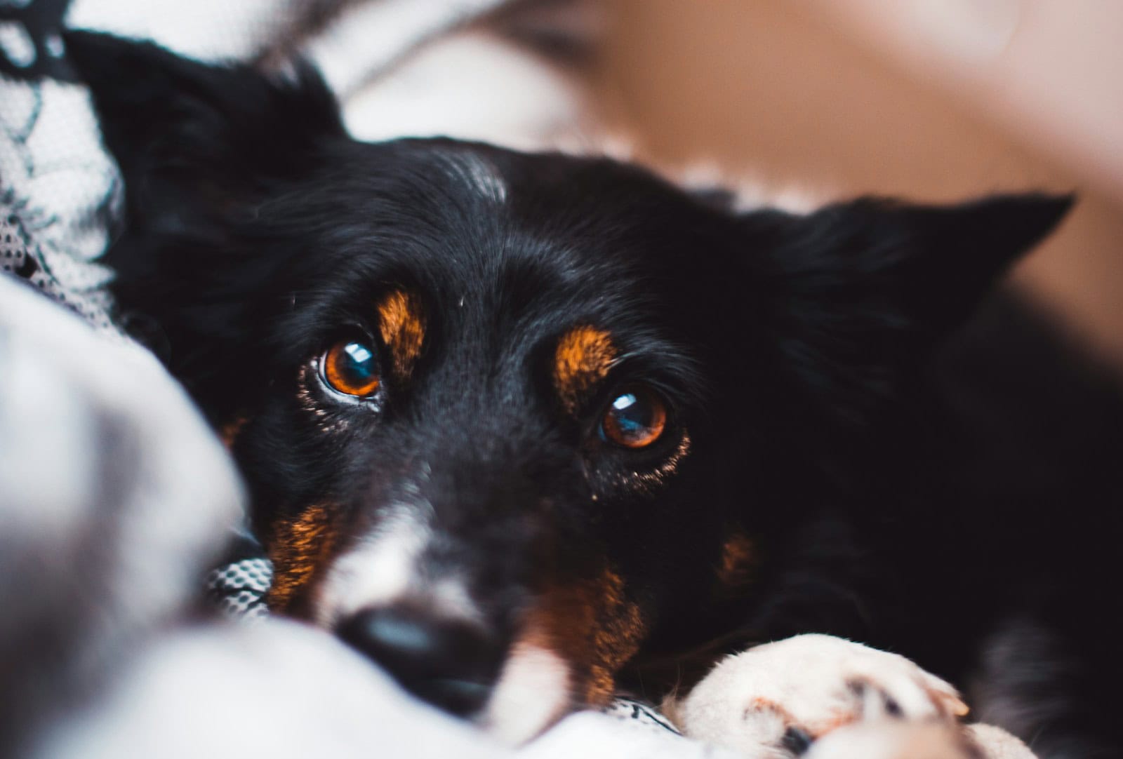 How Dogs Use Eye Contact to Bond With Humans