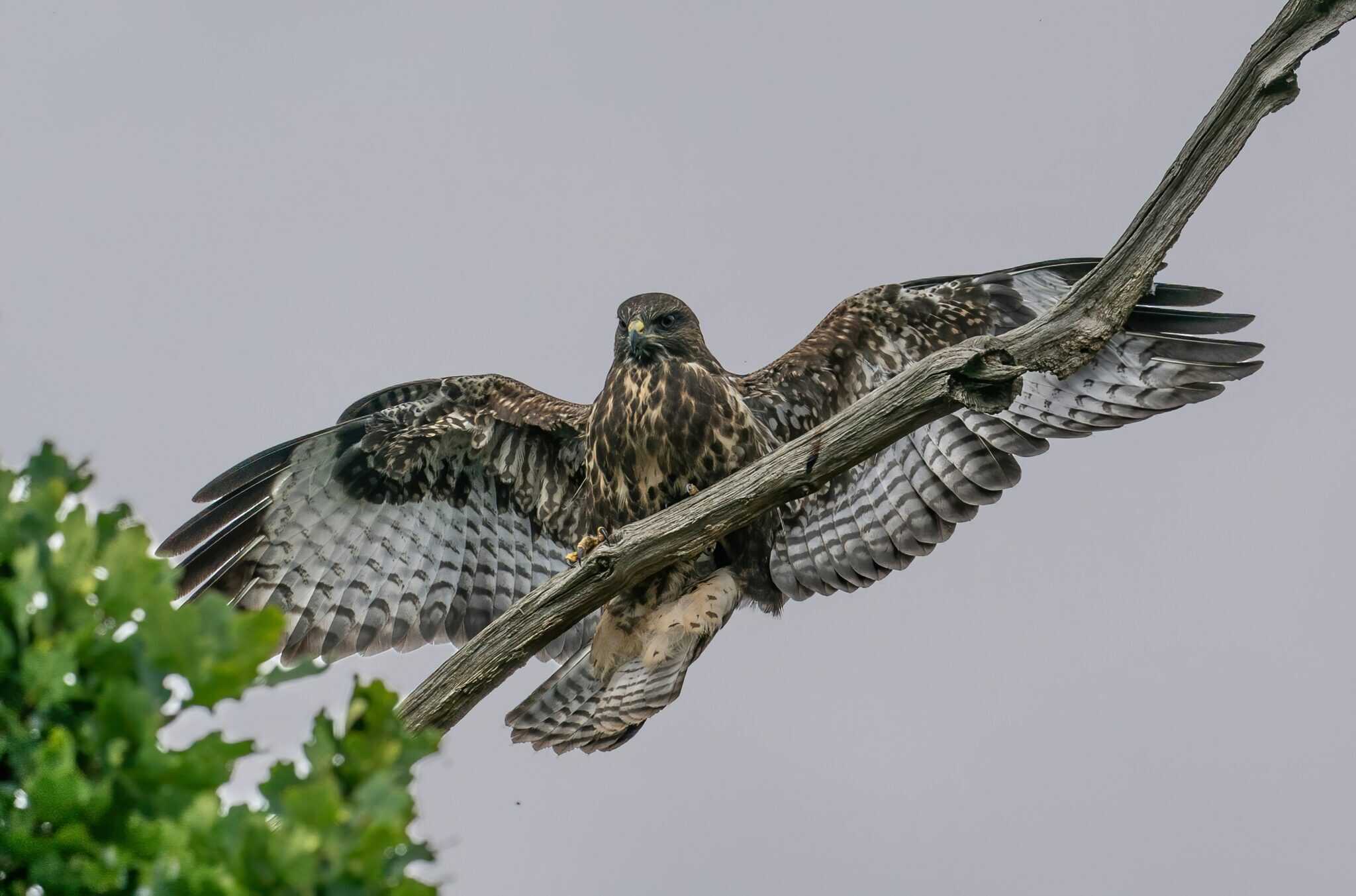 Brenda the Buzzard Takes Over At Primary School In London - Animals ...