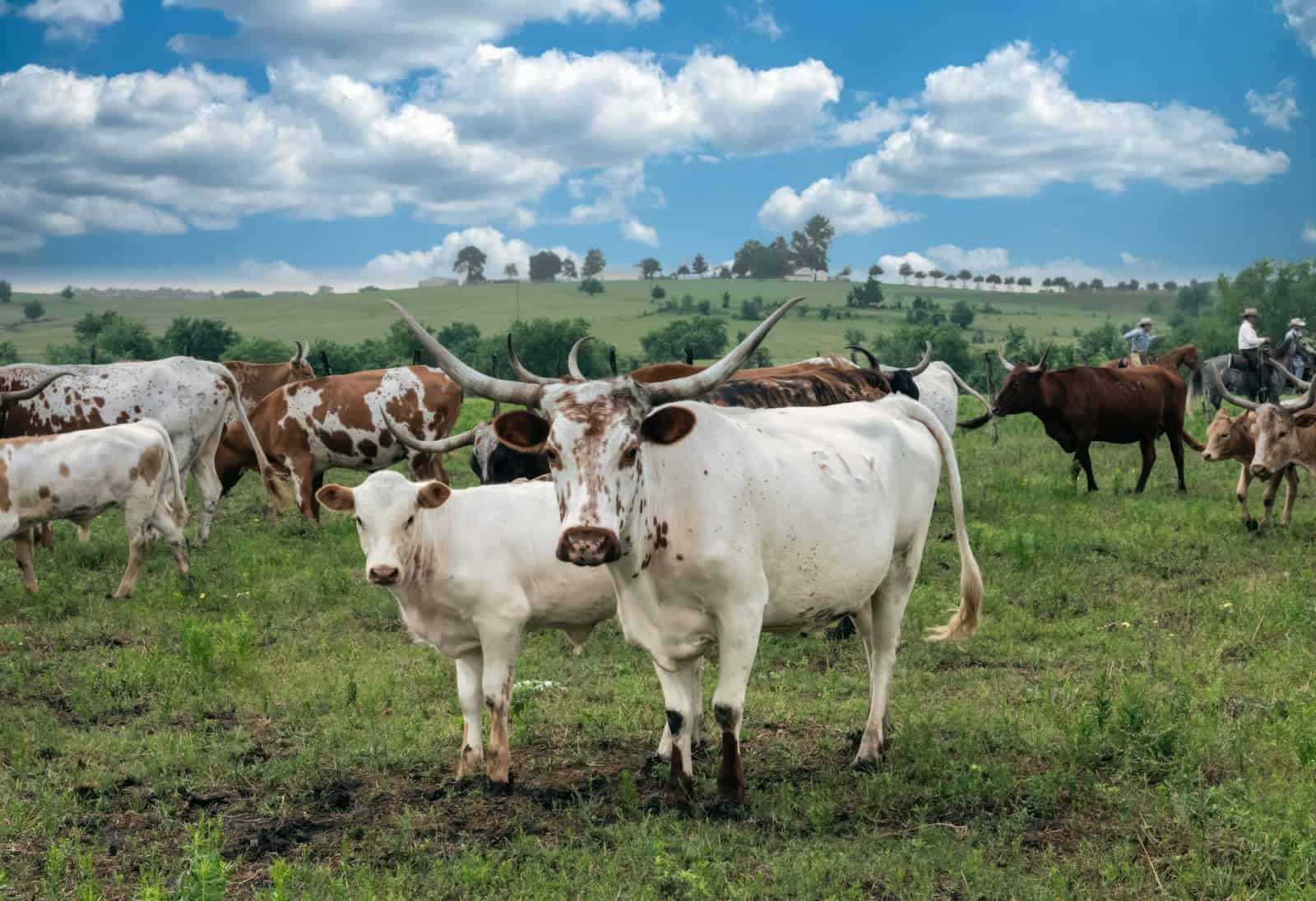 Meet the Animals of the American Farm (and What They Do!) - Animals ...