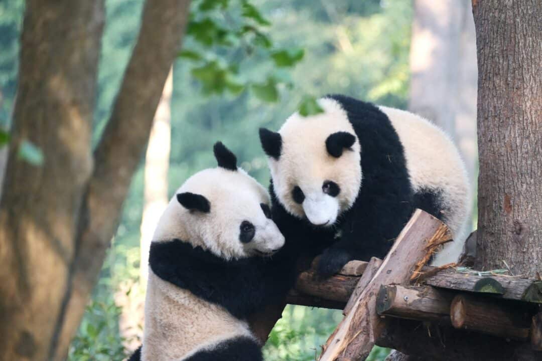 How Pandas Choose a Mate—and Why It's So Rare - Animals Around The Globe