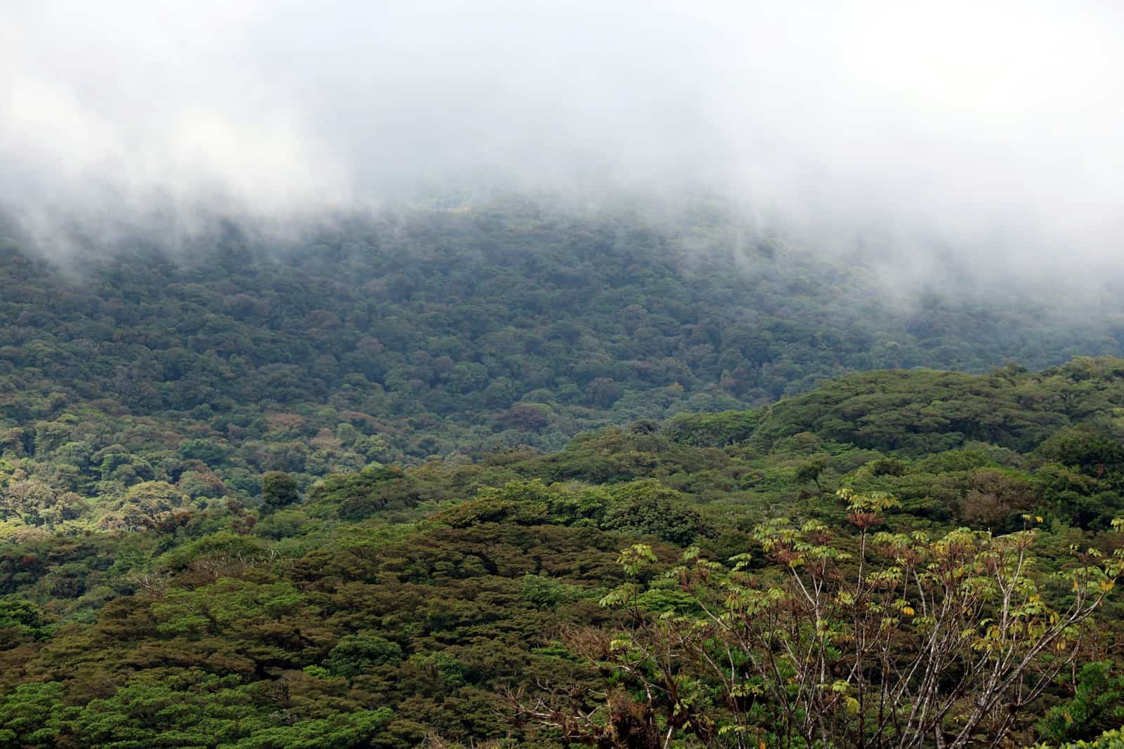 Top Jungle Treks for Spotting Jaguars and Tapirs - Animals Around The Globe