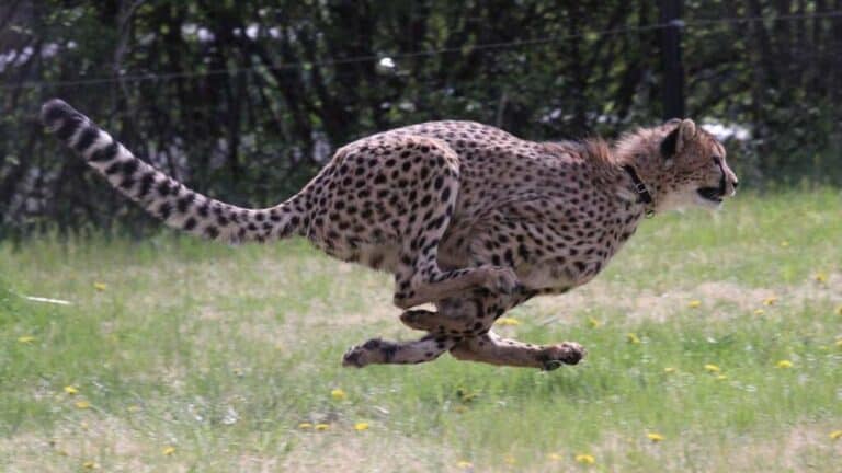 Meet the Fastest Land Animal and How It Reaches Top Speed in Seconds ...