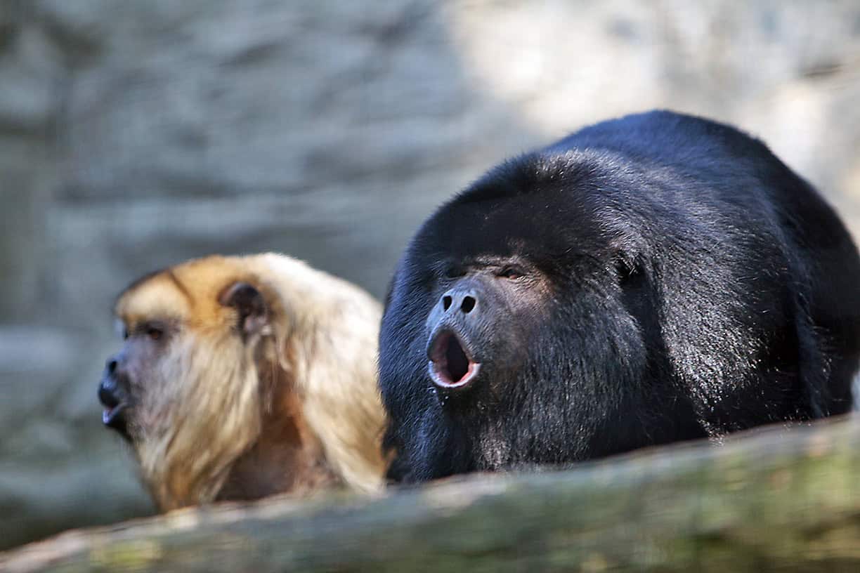 10 Smartest Monkey Species Ranked by Experts - Animals Around The Globe