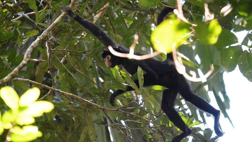 What Makes Spider Monkeys the Acrobats of the Rainforest - Animals ...