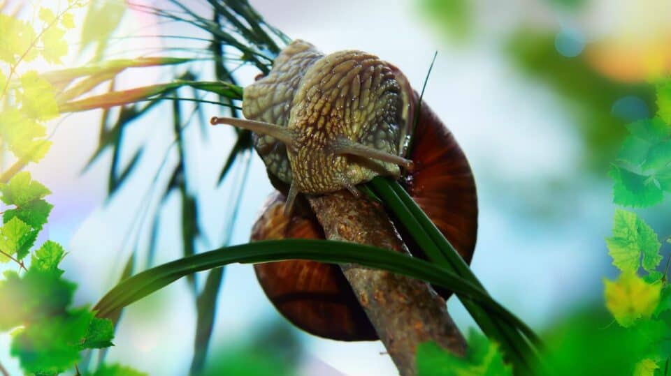 Why Snails Hibernate Inside Their Shells - Animals Around The Globe