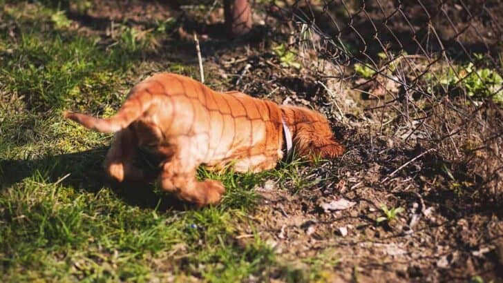 Why Do Some Dog Breeds Love to Dig Holes? - Animals Around The Globe