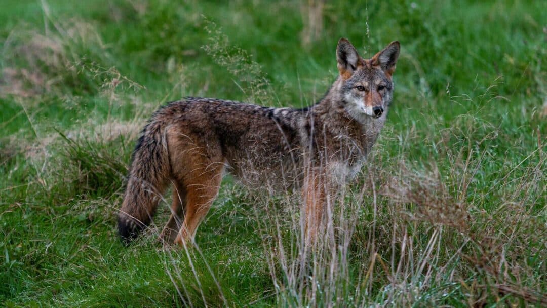 The Wild Animals That Roam the Great Plains - Animals Around The Globe