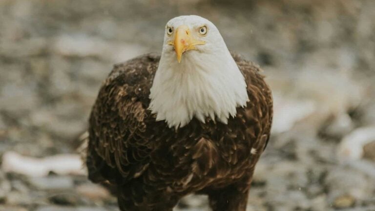 How DDT Nearly Wiped Out Bald Eagles in the 20th Century - Animals ...