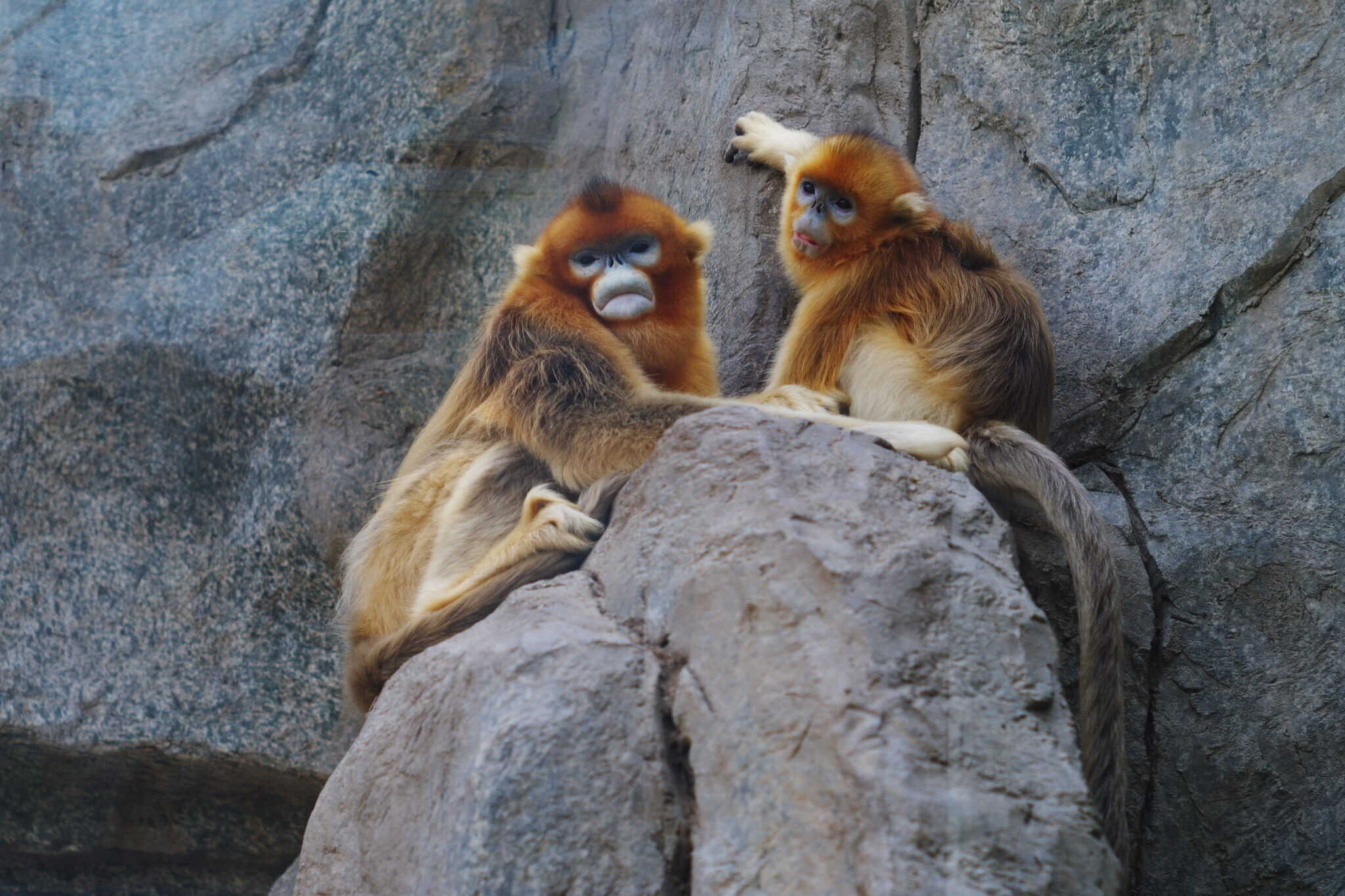 10 Smartest Monkey Species Ranked by Experts - Animals Around The Globe