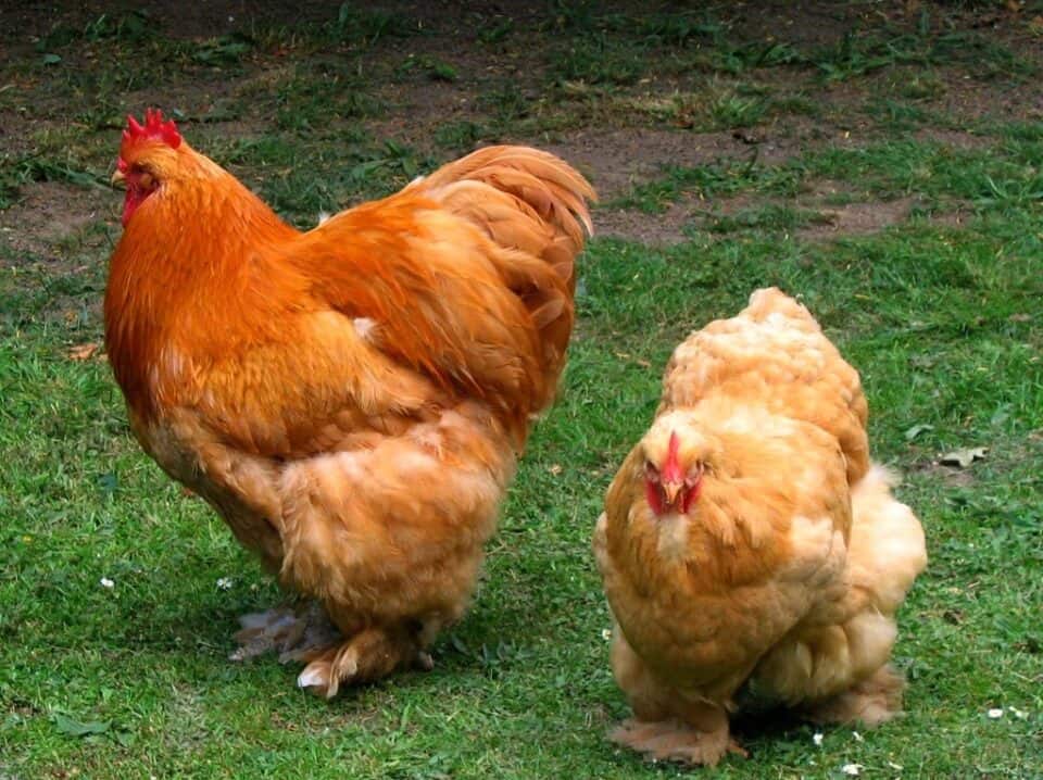 From Symbol to Supper: The Cultural Journey of the Chicken - Animals ...