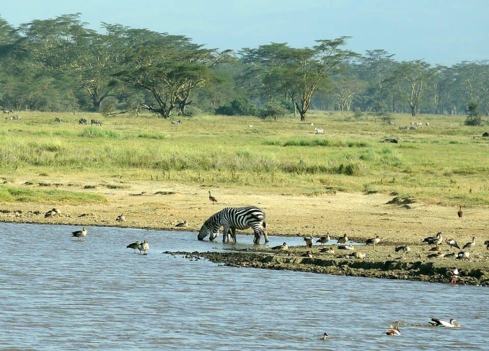 How Zebras Form Alliances with Other Species