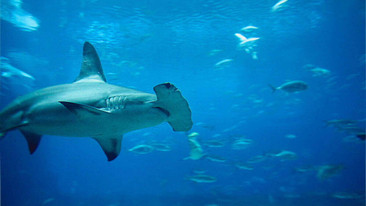Hammerhead Sharks Use Their Unusual Heads to Hunt - Animals Around The ...
