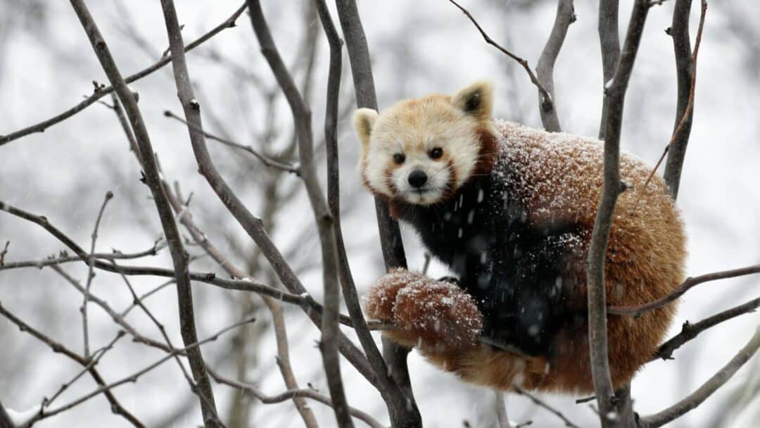 Red Pandas Use Their Tails Like Blankets - Animals Around The Globe