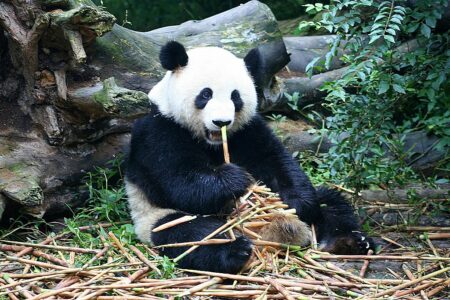 What’s Being Done to Protect the Giant Panda Today