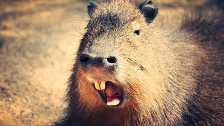 15 Fun Facts That Prove Capybaras Are the Chillest Creatures on Earth ...