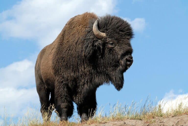 How Fast Can a Bison Run? Faster Than You Think - Animals Around The Globe