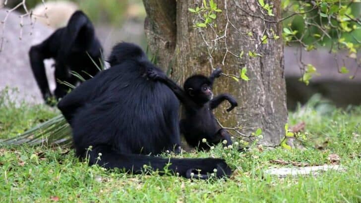 What Makes Spider Monkeys the Acrobats of the Rainforest - Animals ...