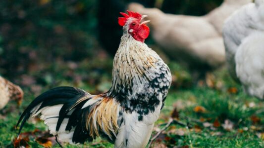Why Roosters Crow at Sunrise (and All Day Long) - Animals Around The Globe