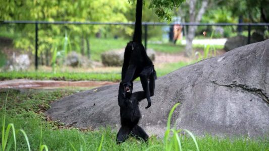 What Makes Spider Monkeys the Acrobats of the Rainforest - Animals ...