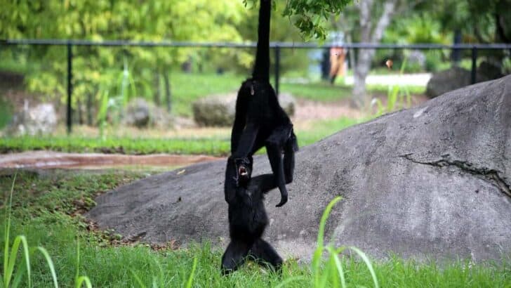 What Makes Spider Monkeys the Acrobats of the Rainforest - Animals ...