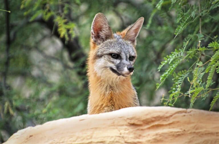 Gray Foxes Can Climb Trees Like Cats - Animals Around The Globe