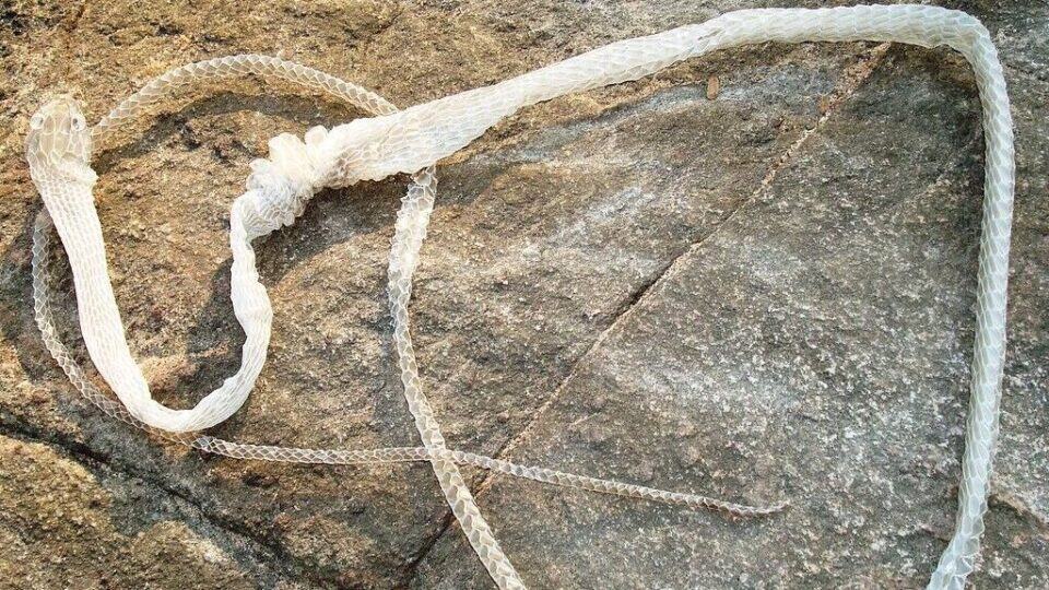 What Happens When a Snake Sheds Its Skin - Animals Around The Globe