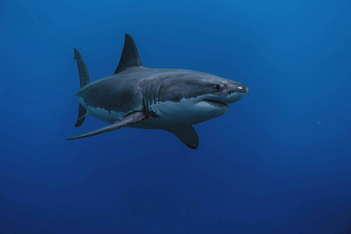 Great White Washes Ashore And Swims Near U.S. Beaches