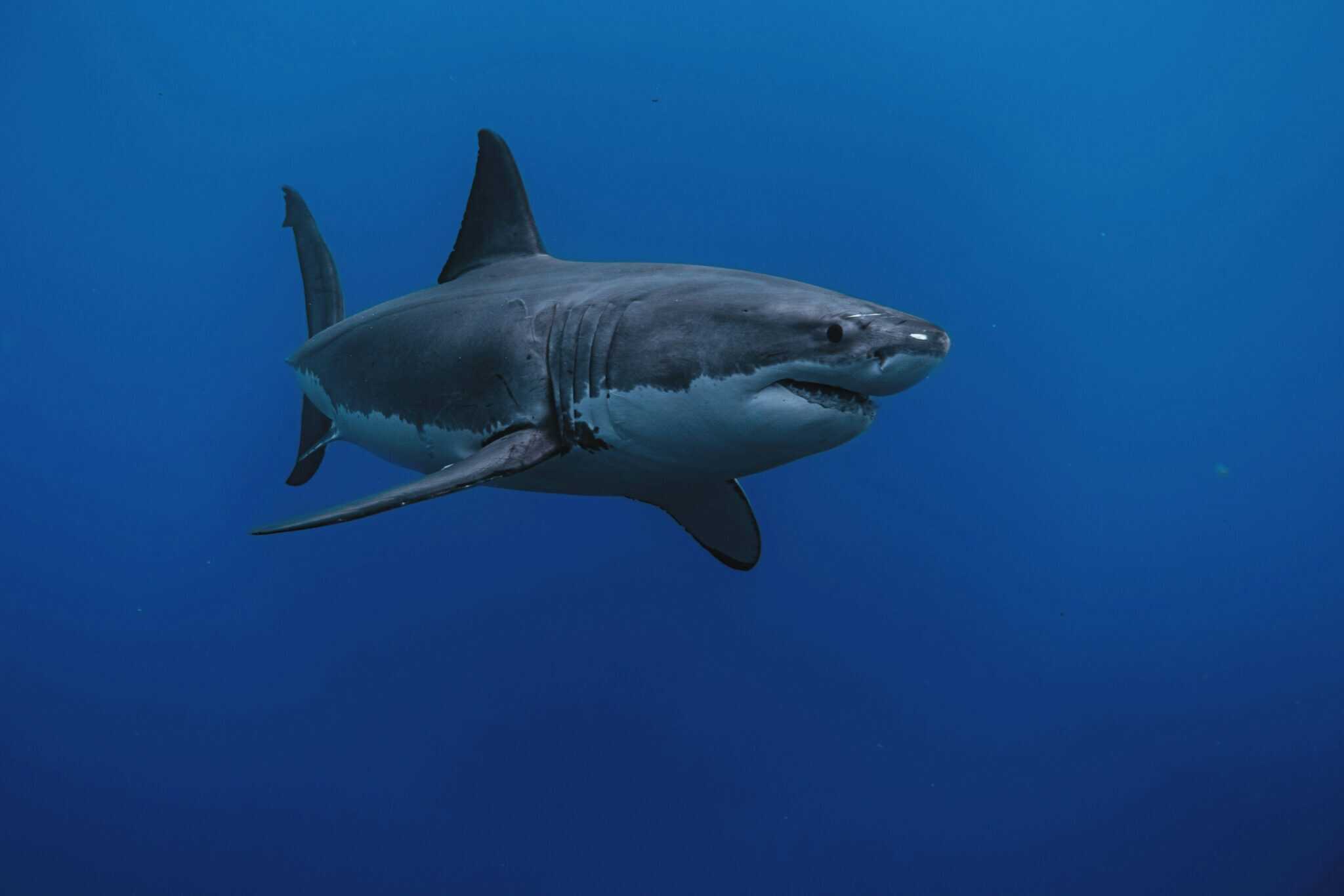 Great White Washes Ashore And Swims Near U.S. Beaches