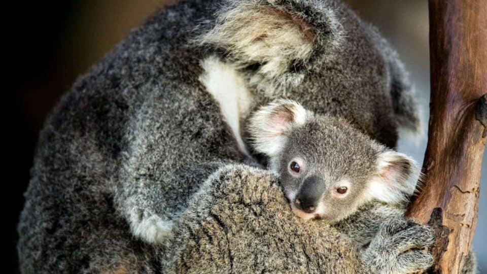 What Makes the Koala's Pouch Unique Compared to Kangaroos - Animals ...