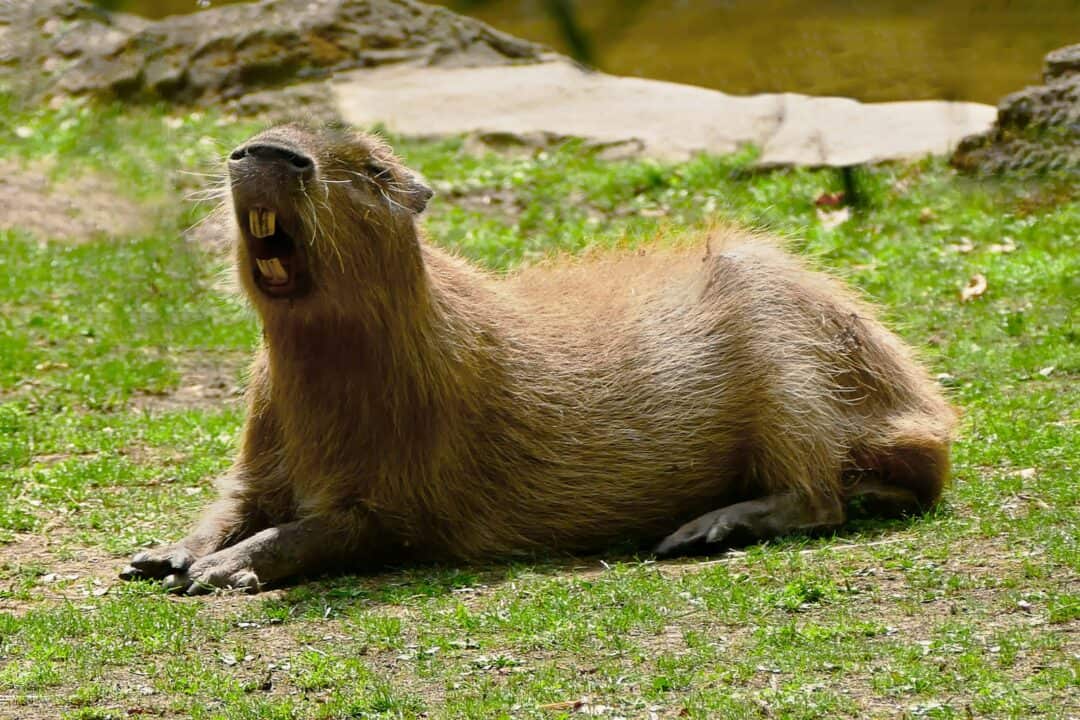 14 Reasons Capybaras Are Nature Gentle Giants - Animals Around The Globe