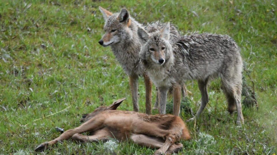 What a Wolf’s Incredible Eyesight, Hearing, and Sense of Smell Can ...