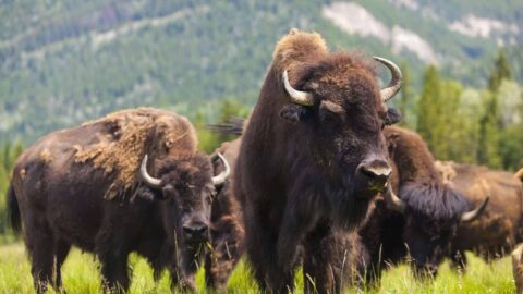 How Fast Can a Bison Run? Faster Than You Think - Animals Around The Globe