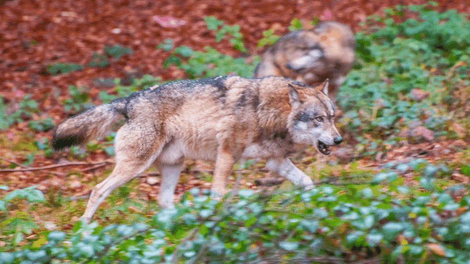 What a Wolf’s Incredible Eyesight, Hearing, and Sense of Smell Can ...