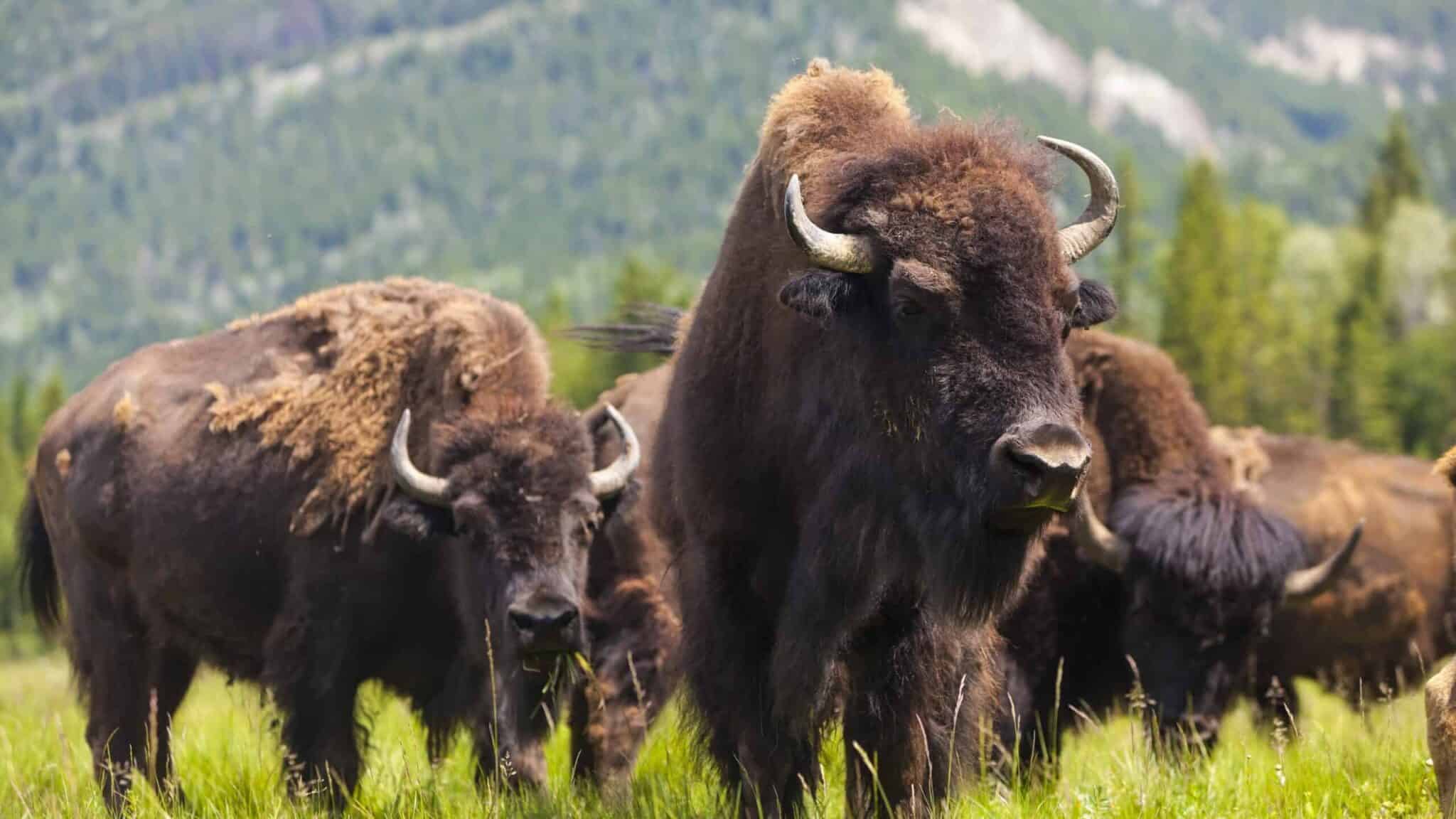 The Difference Between Bison and Buffalo (Explained) - Animals Around ...