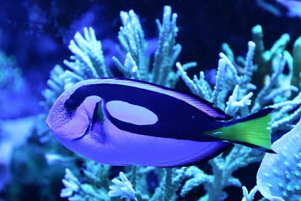 What Kind of Fish Is Dory? Real Species Explained - Animals Around The ...