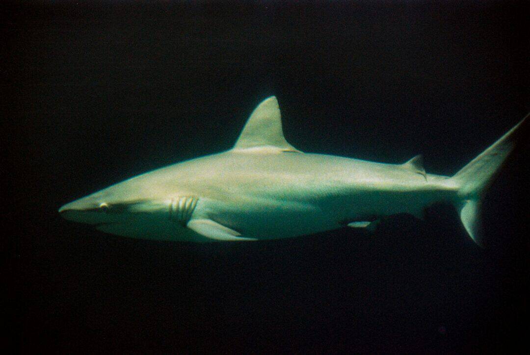 Why the Shortfin Mako Is the Fastest Shark in U.S. Waters - Animals ...