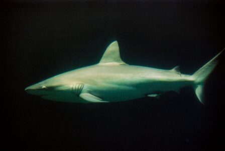 Why the Shortfin Mako Is the Fastest Shark in U.S. Waters - Animals ...