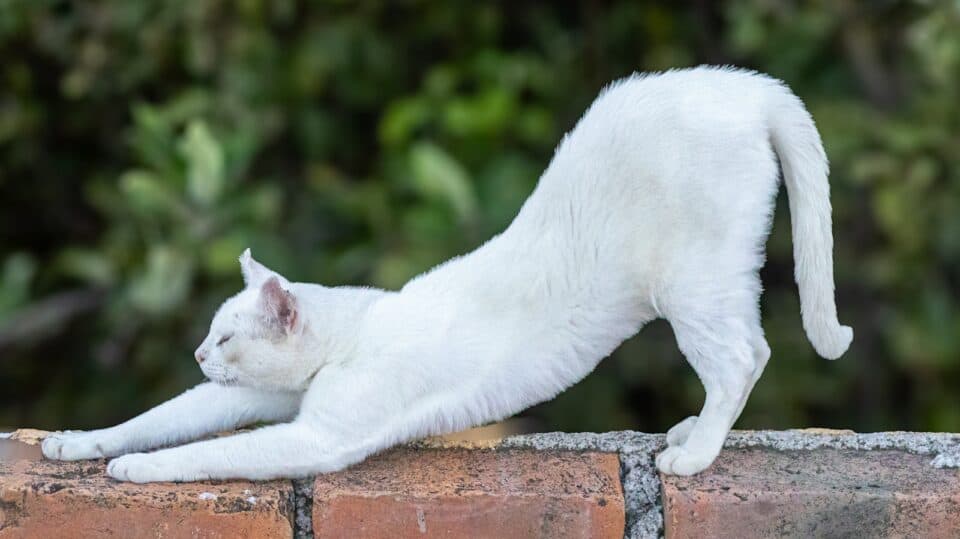 What Your Cat’s Tail Movements Are Trying to Tell You