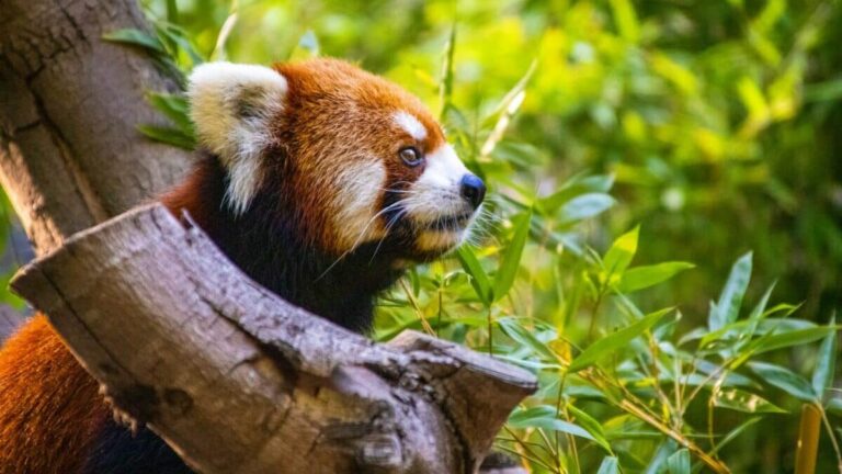 Red Pandas Use Their Tails Like Blankets - Animals Around The Globe