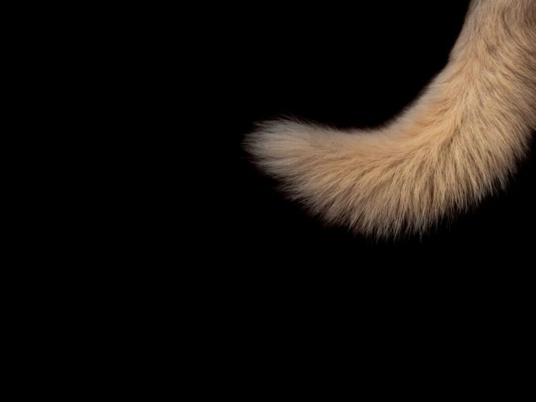 What Your Cat’s Tail Movements Are Trying to Tell You