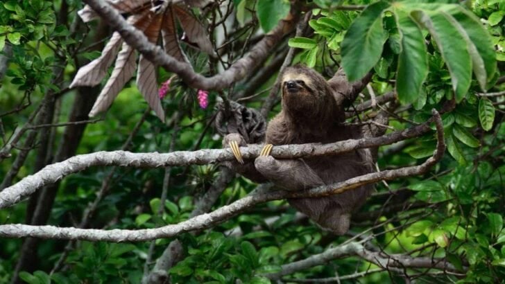 13 Weird but True Sloth Survival Adaptations - Animals Around The Globe