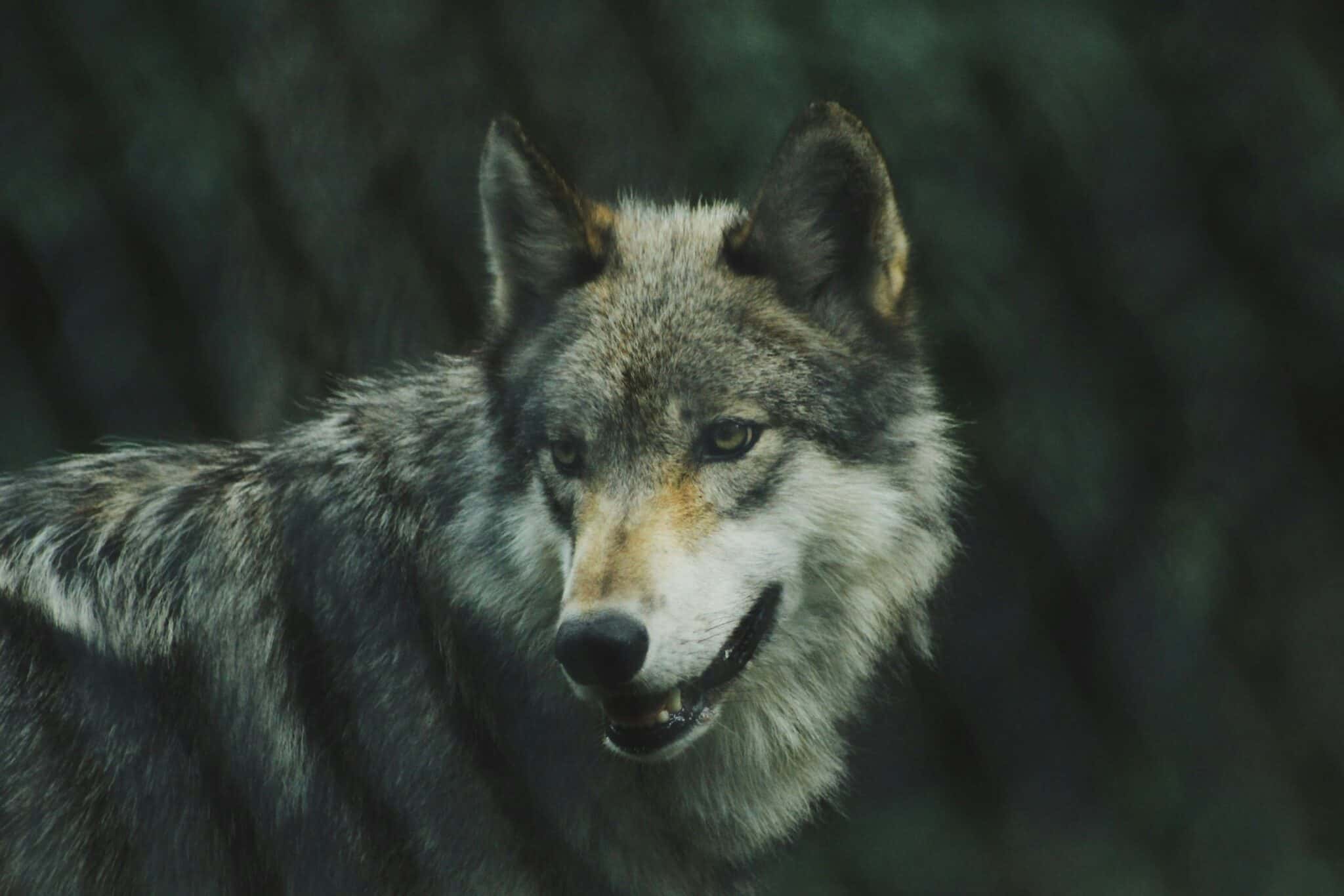 Wolf Sightings Surge in the Western U.S. Amid Rare Attacks