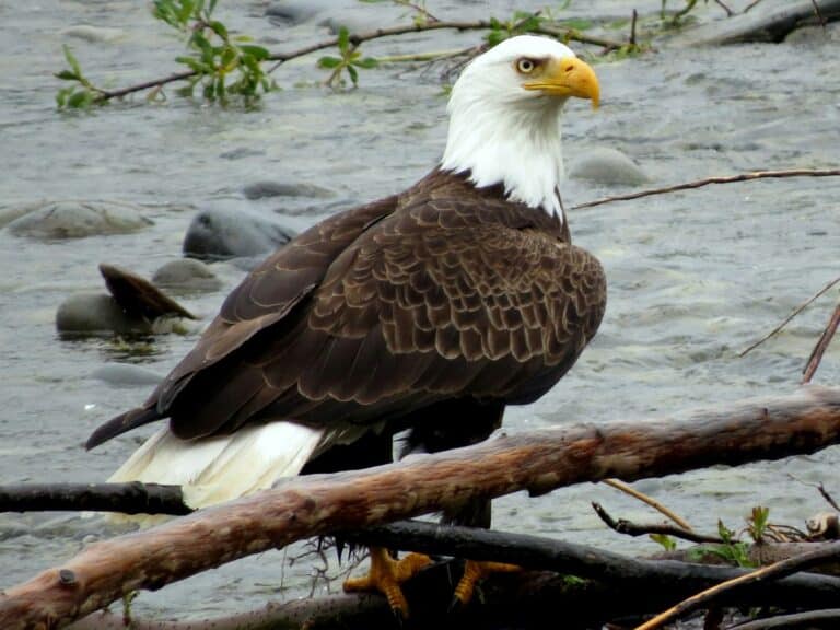 The Symbolism Behind the Bald Eagle in American History