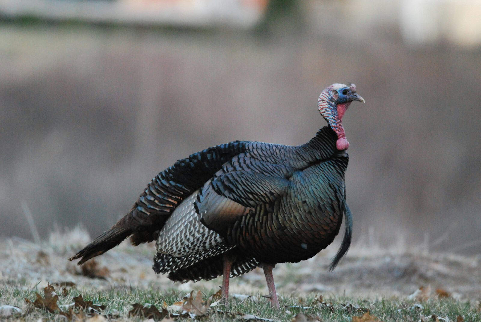 What Lives in the Wild Woods of New England - Animals Around The Globe