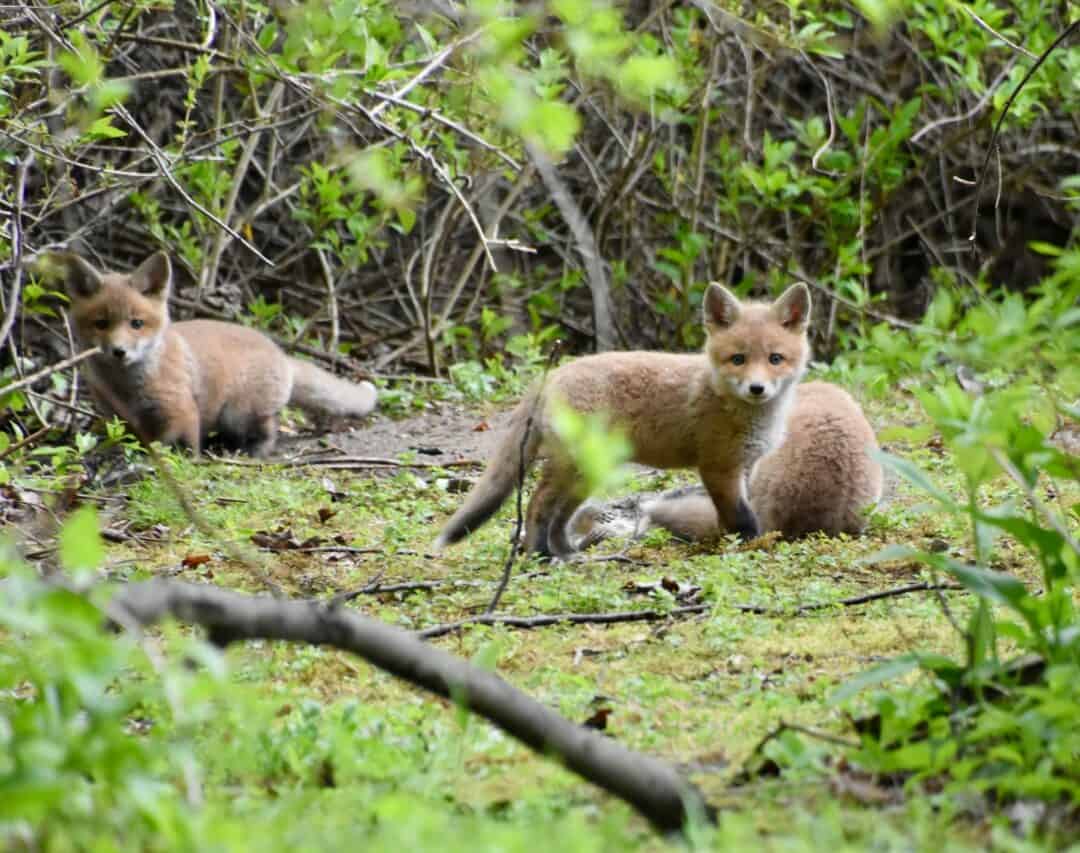 How Baby Foxes Learn to Survive in the Wild